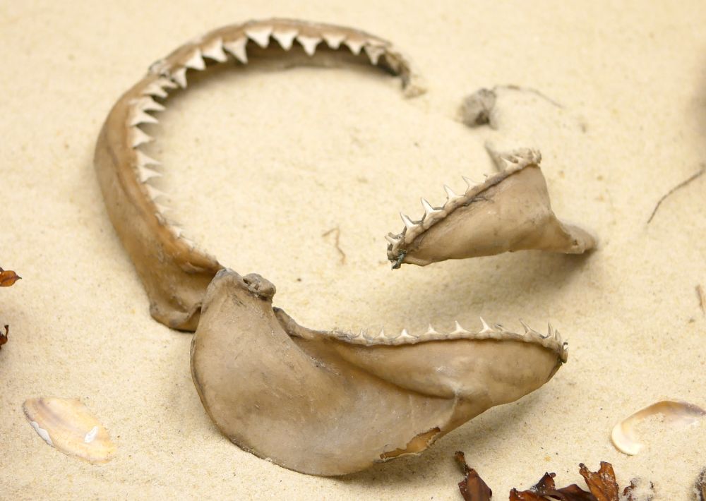 Shark Jaws