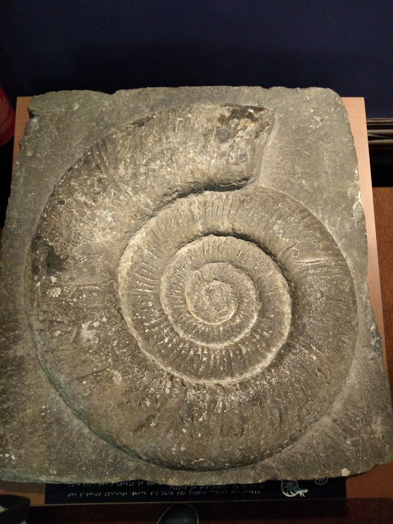 Ammonite Fossil