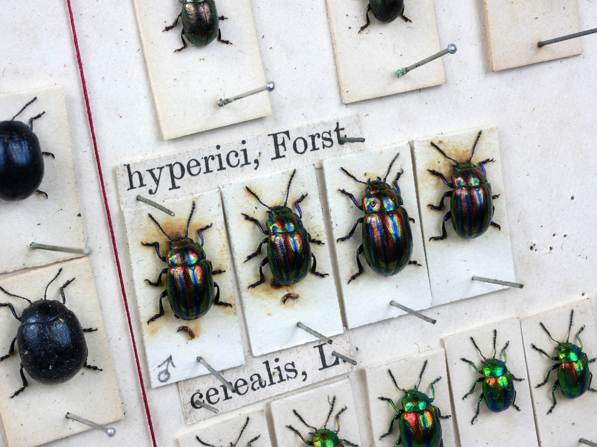 Explore our Collections