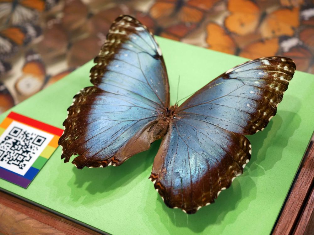 Blue Morpho Butterfly