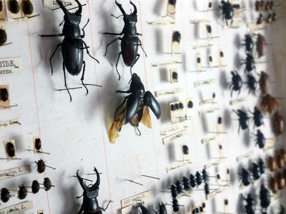 The Insect Collections