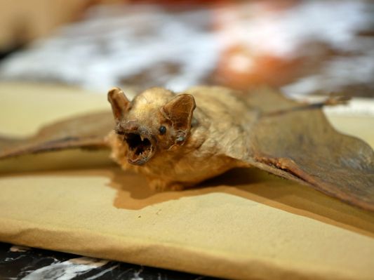 South Devon and Torbay History Attraction | Torquay Museum