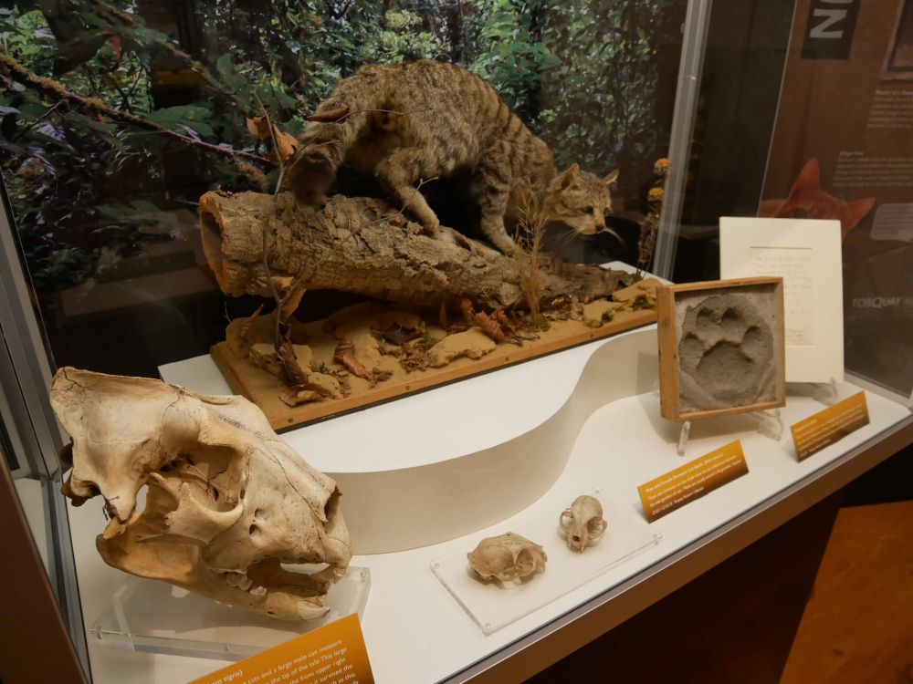 CLAWS! A Human History of Cats